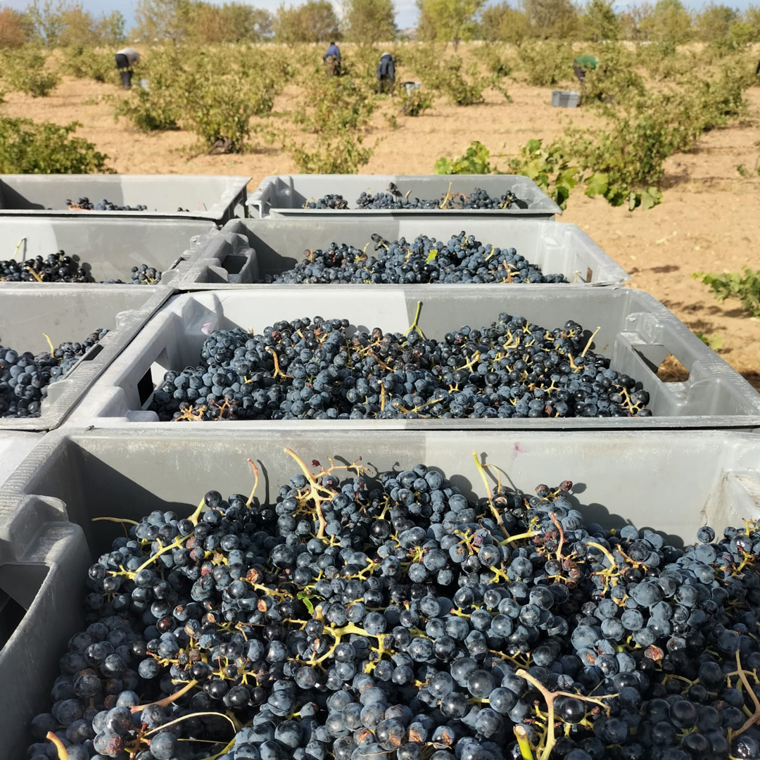 Everest Wines & Spirits