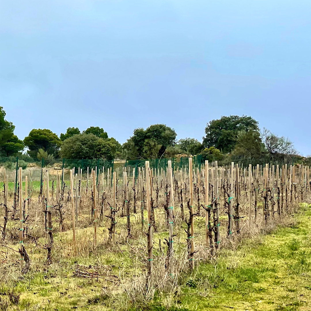 Everest Wines & Spirits